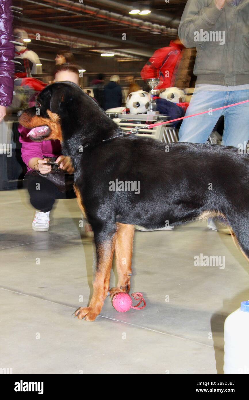 Dogs in competition at dog's event Stock Photo - Alamy