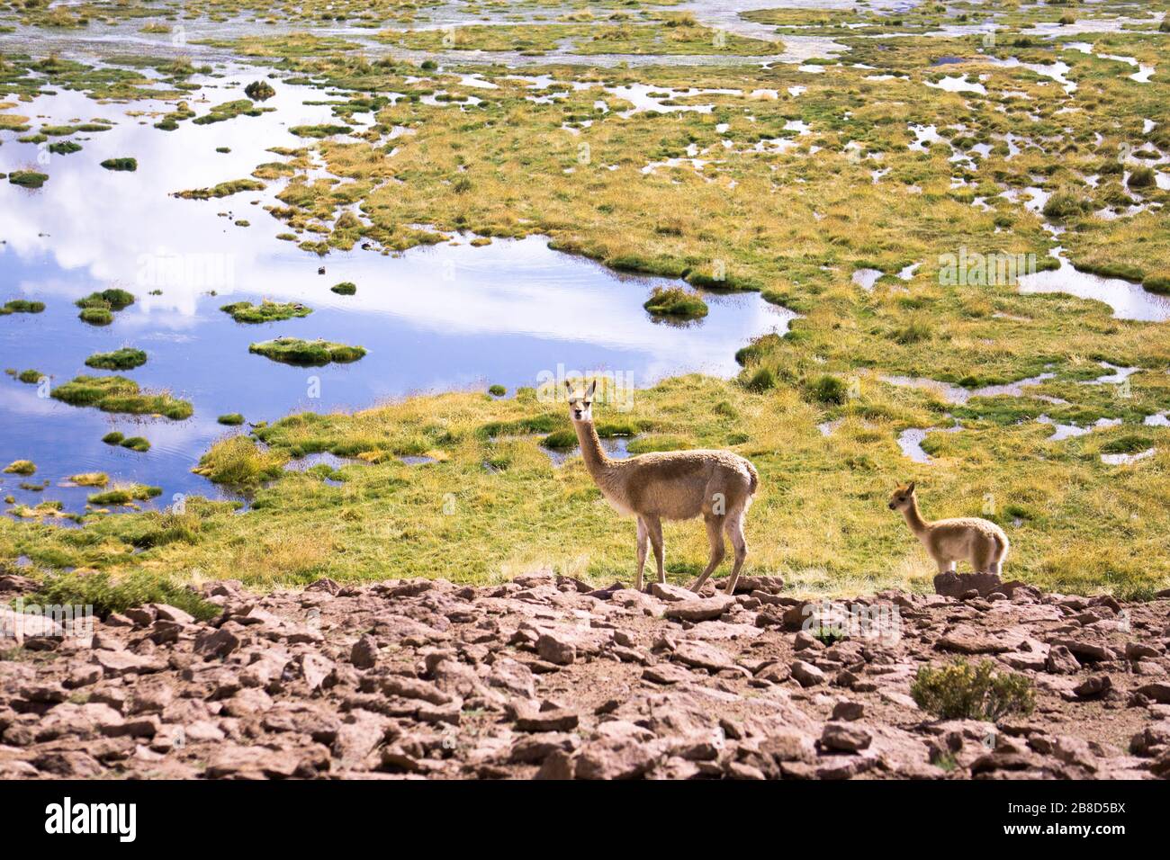 Two vicunas spotted in their natural habitat in Atacama Desert, Chile ...