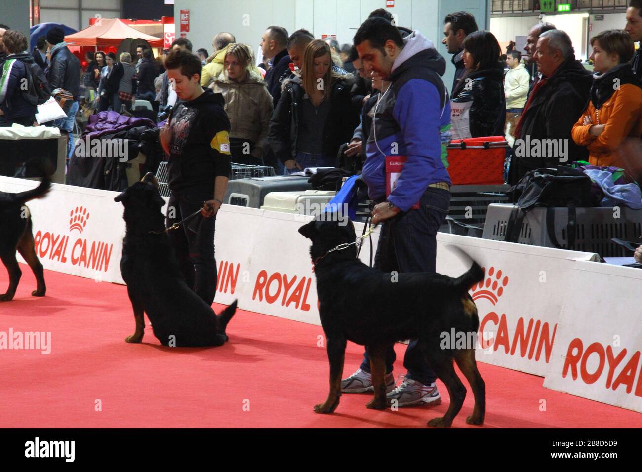 Dogs in competition at dog's event Stock Photo - Alamy