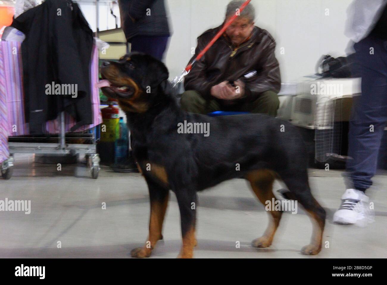 Dogs in competition at dog's event Stock Photo - Alamy