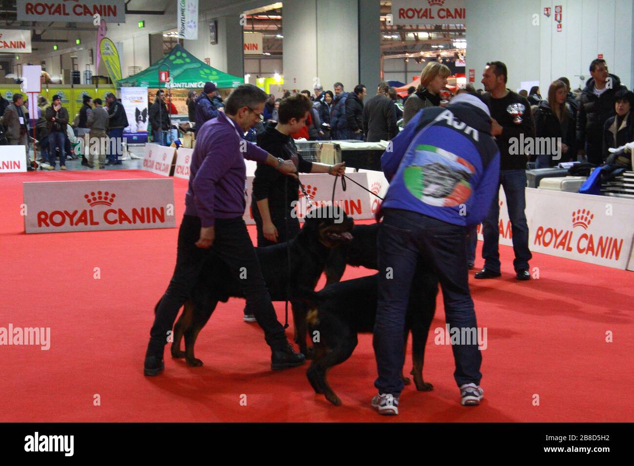 Dogs in competition at dog's event Stock Photo - Alamy