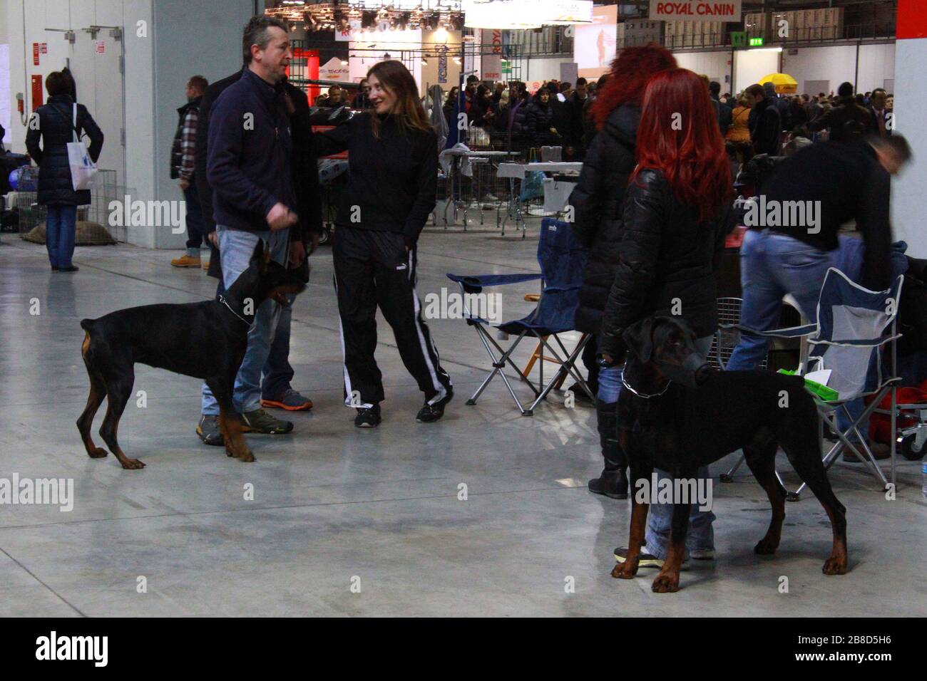 Dogs in competition at dog's event Stock Photo - Alamy