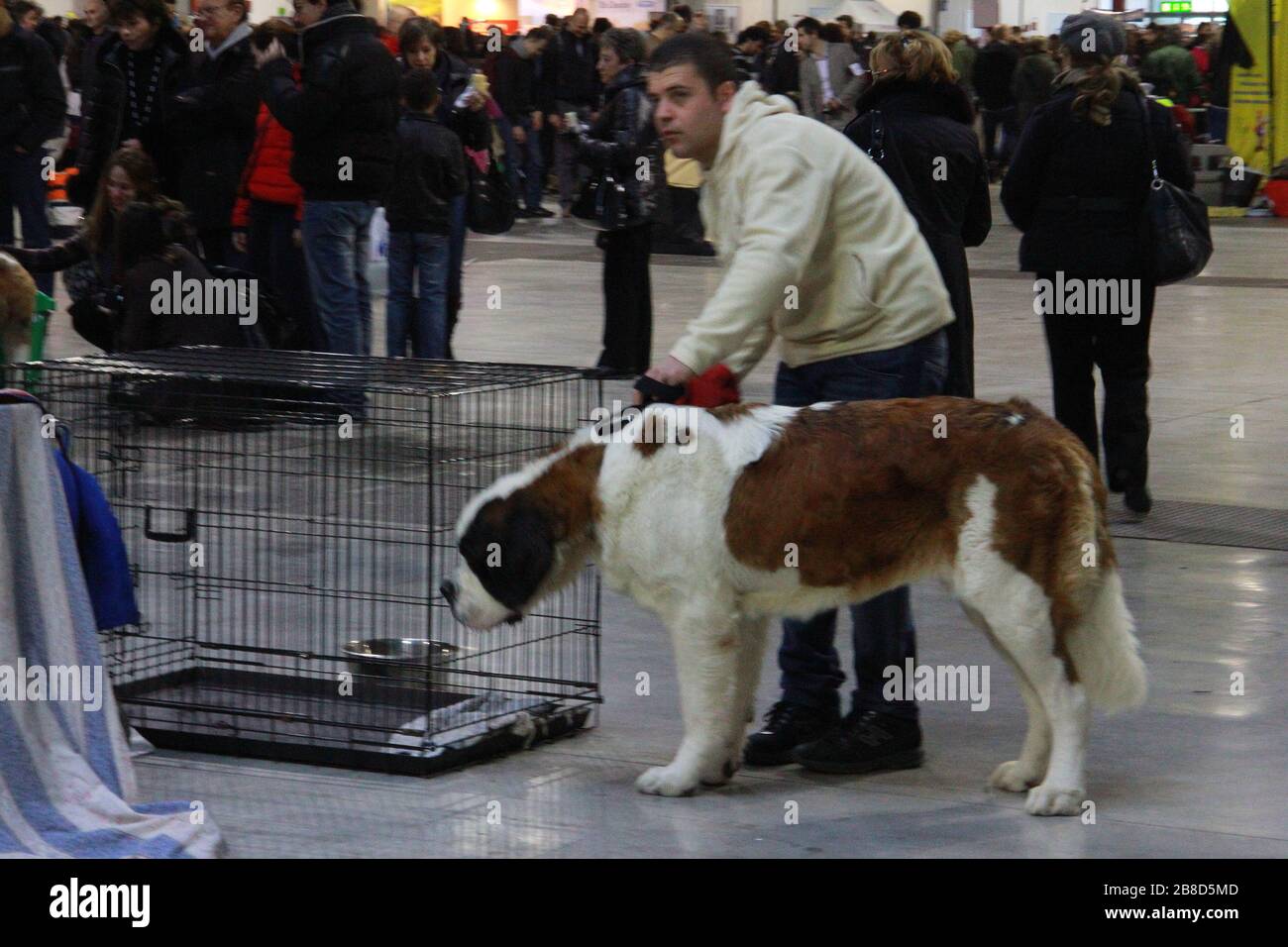 Dogs in competition at dog's event Stock Photo - Alamy