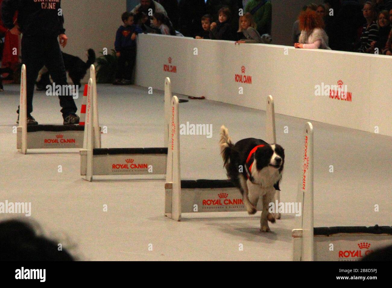 Dogs in competition at dog's event Stock Photo - Alamy