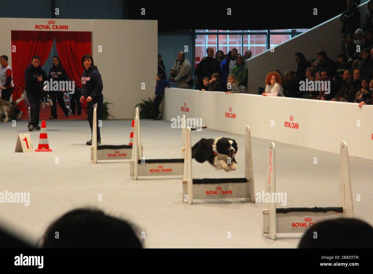 Dogs in competition at dog's event Stock Photo - Alamy
