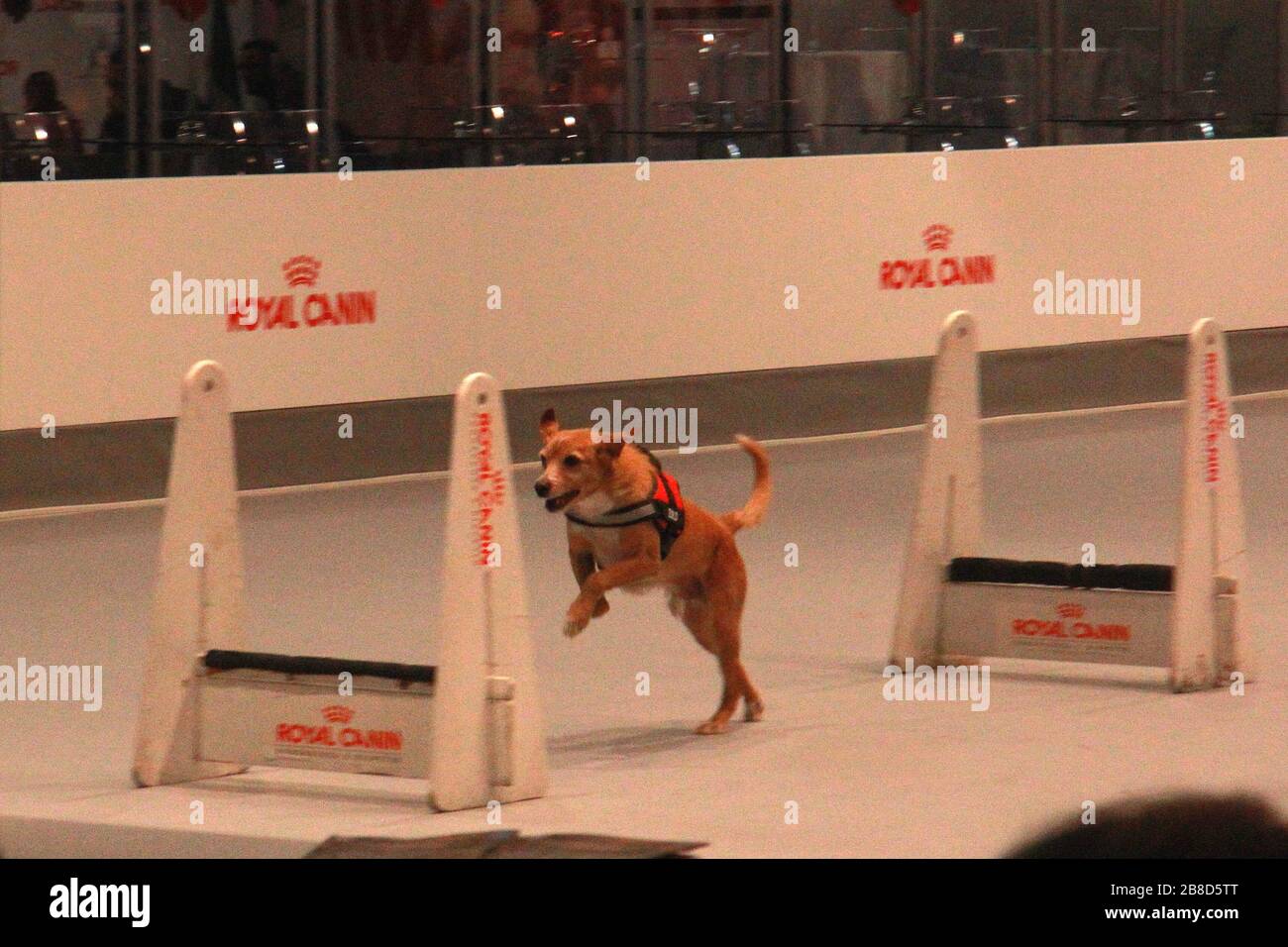 Dogs in competition at dog's event Stock Photo - Alamy