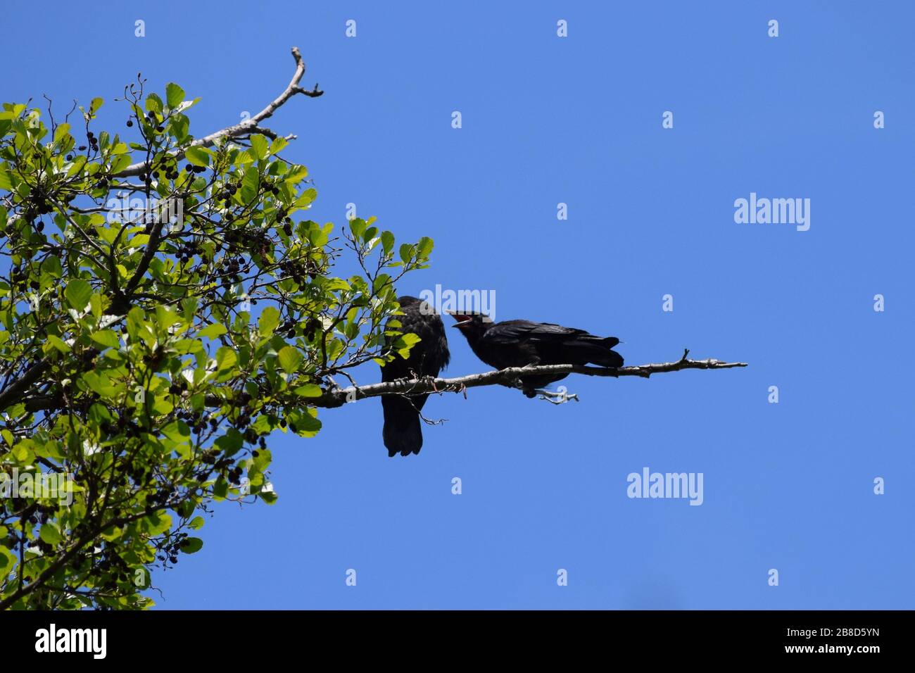 Begging young bird hi-res stock photography and images - Alamy