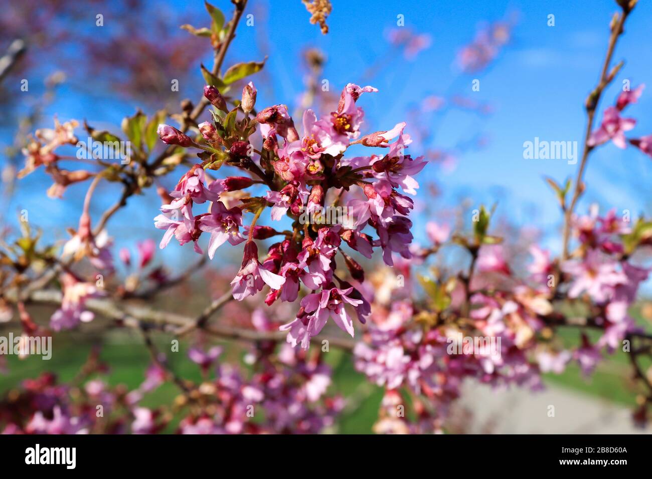 Blue sky and cherry tree hi-res stock photography and images - Alamy