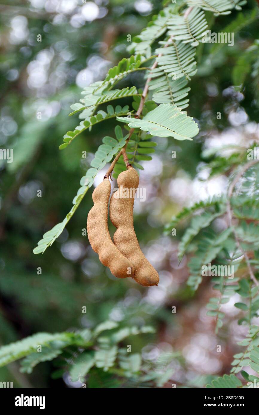 tamarind, tamarind fresh young on tree tamarind (selective focus Stock ...
