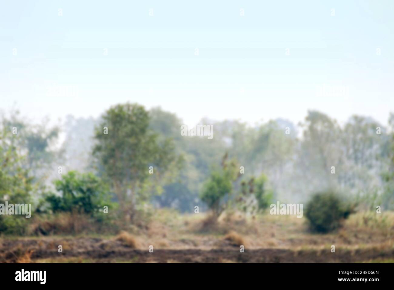 forest tree blur or blurred background agricultural area, farmland ...