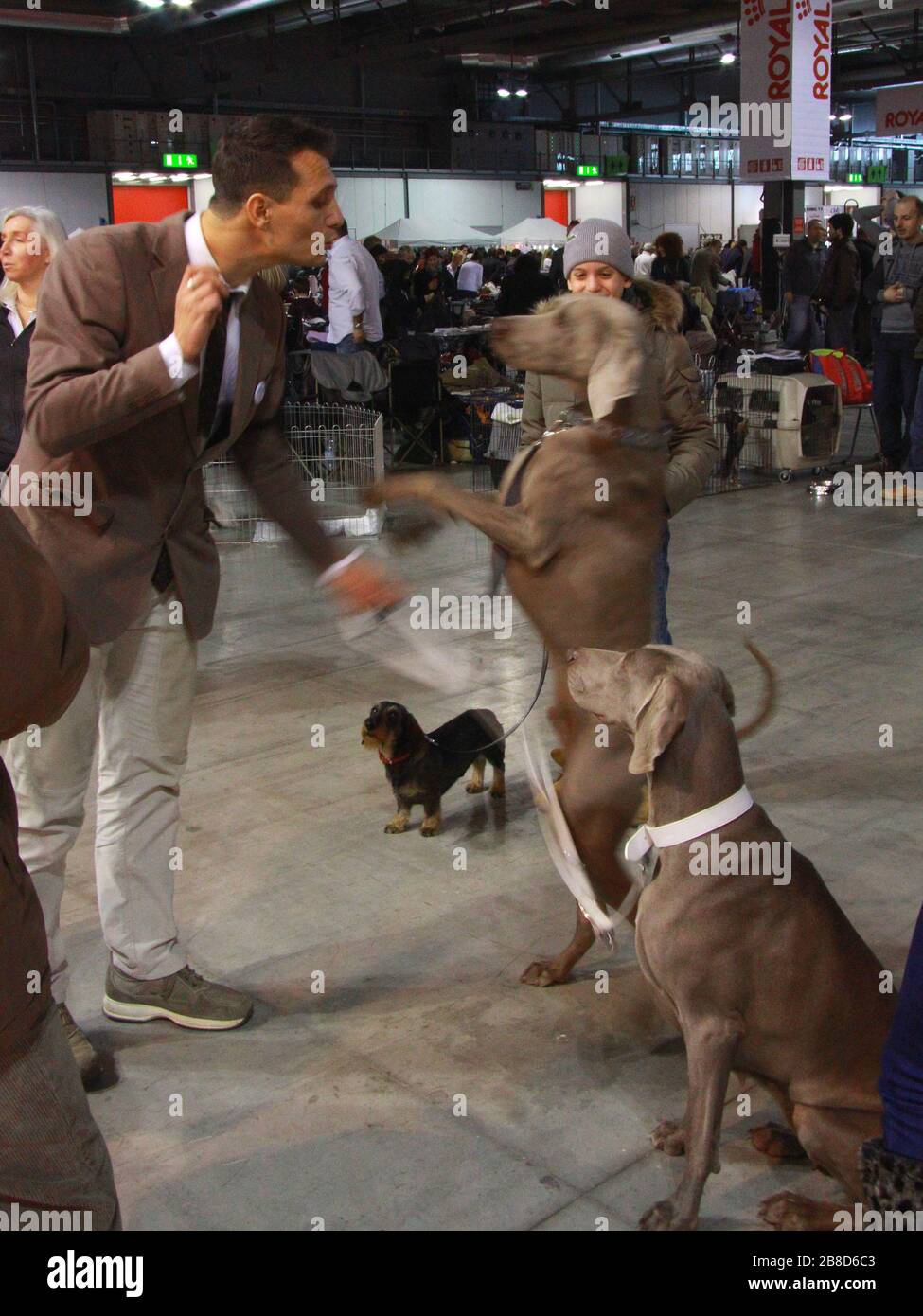Dogs in competition at dog's event Stock Photo - Alamy