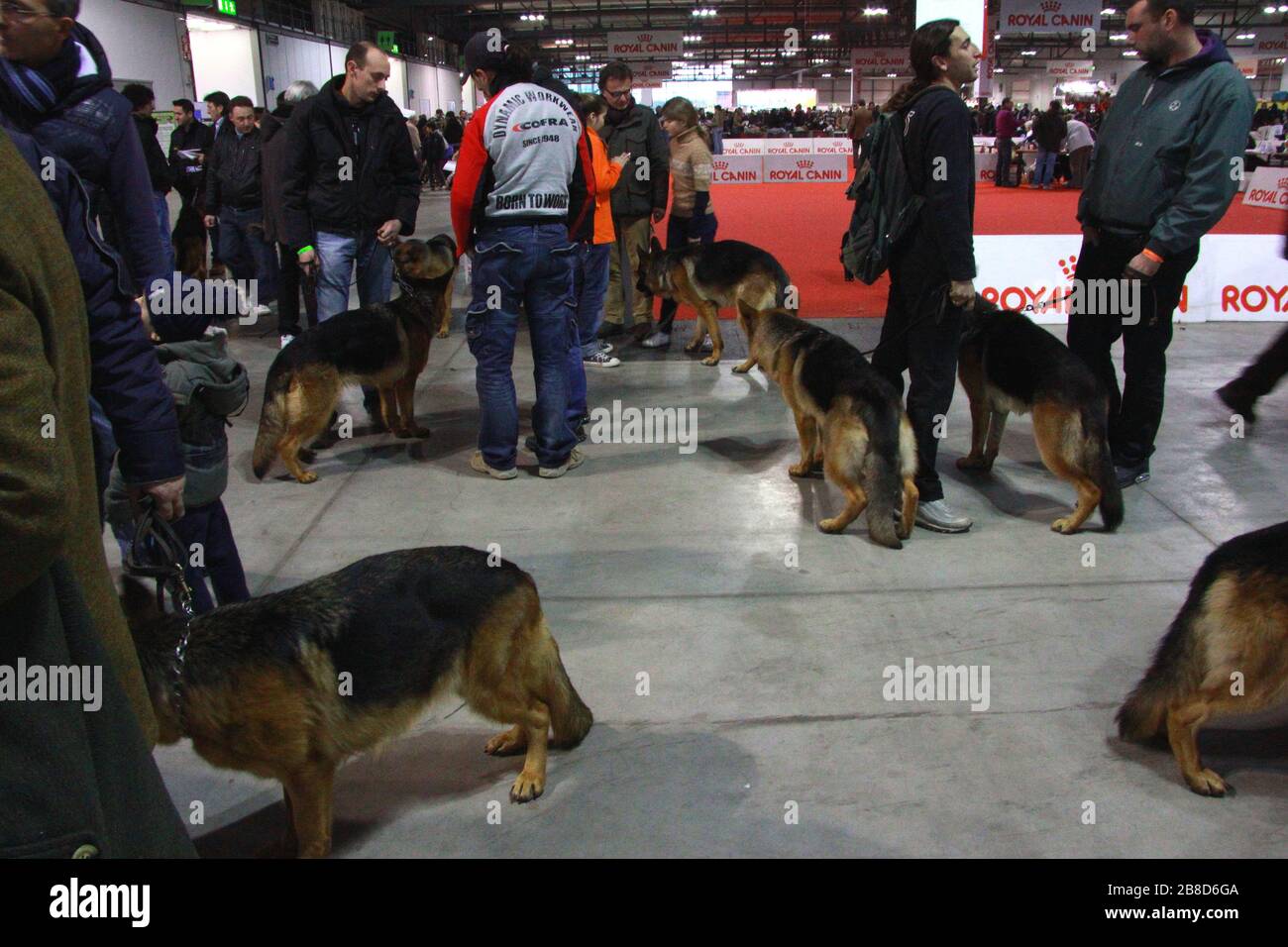 Dogs in competition at dog's event Stock Photo - Alamy