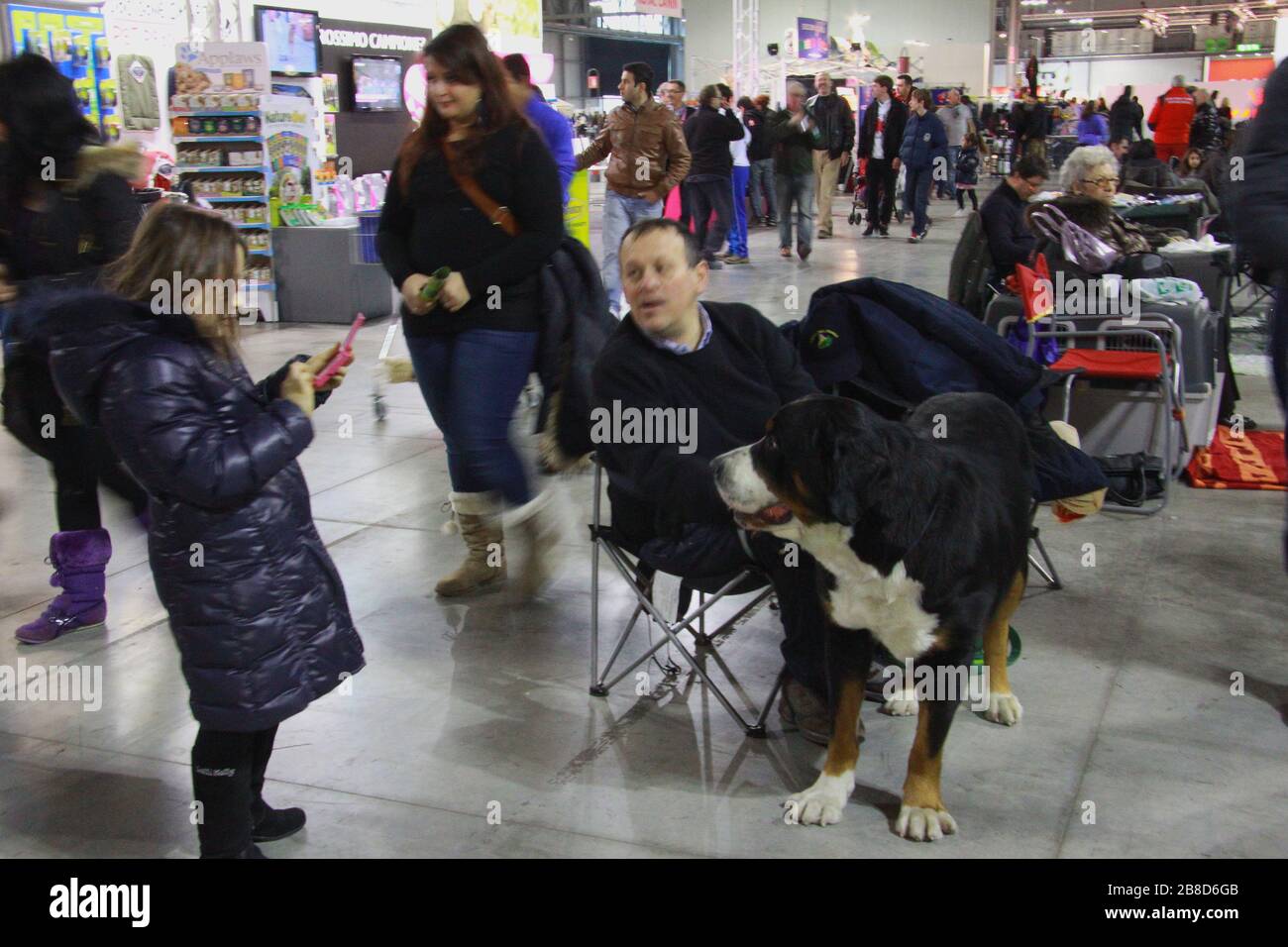 Dogs in competition at dog's event Stock Photo - Alamy