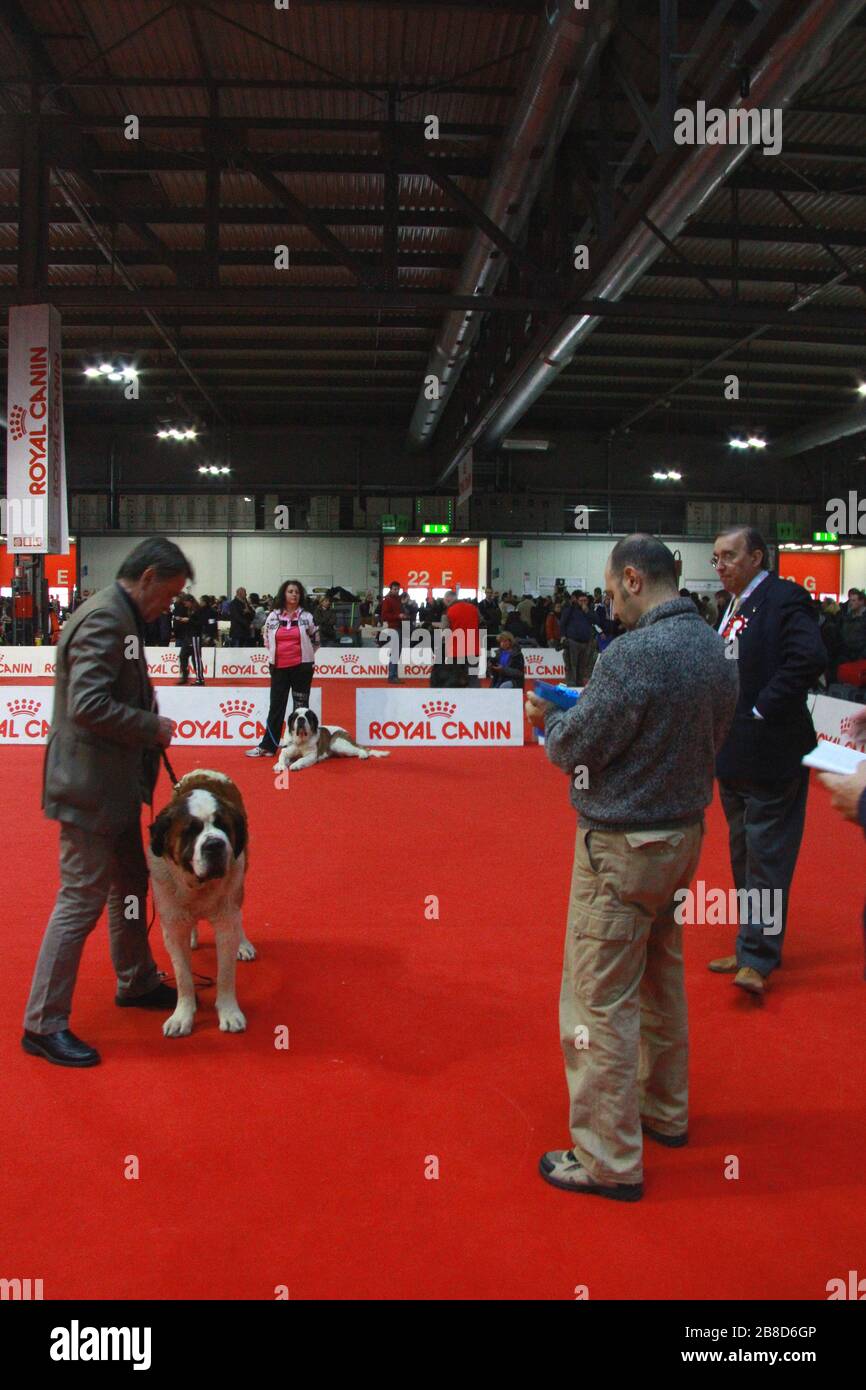 Dogs in competition at dog's event Stock Photo - Alamy
