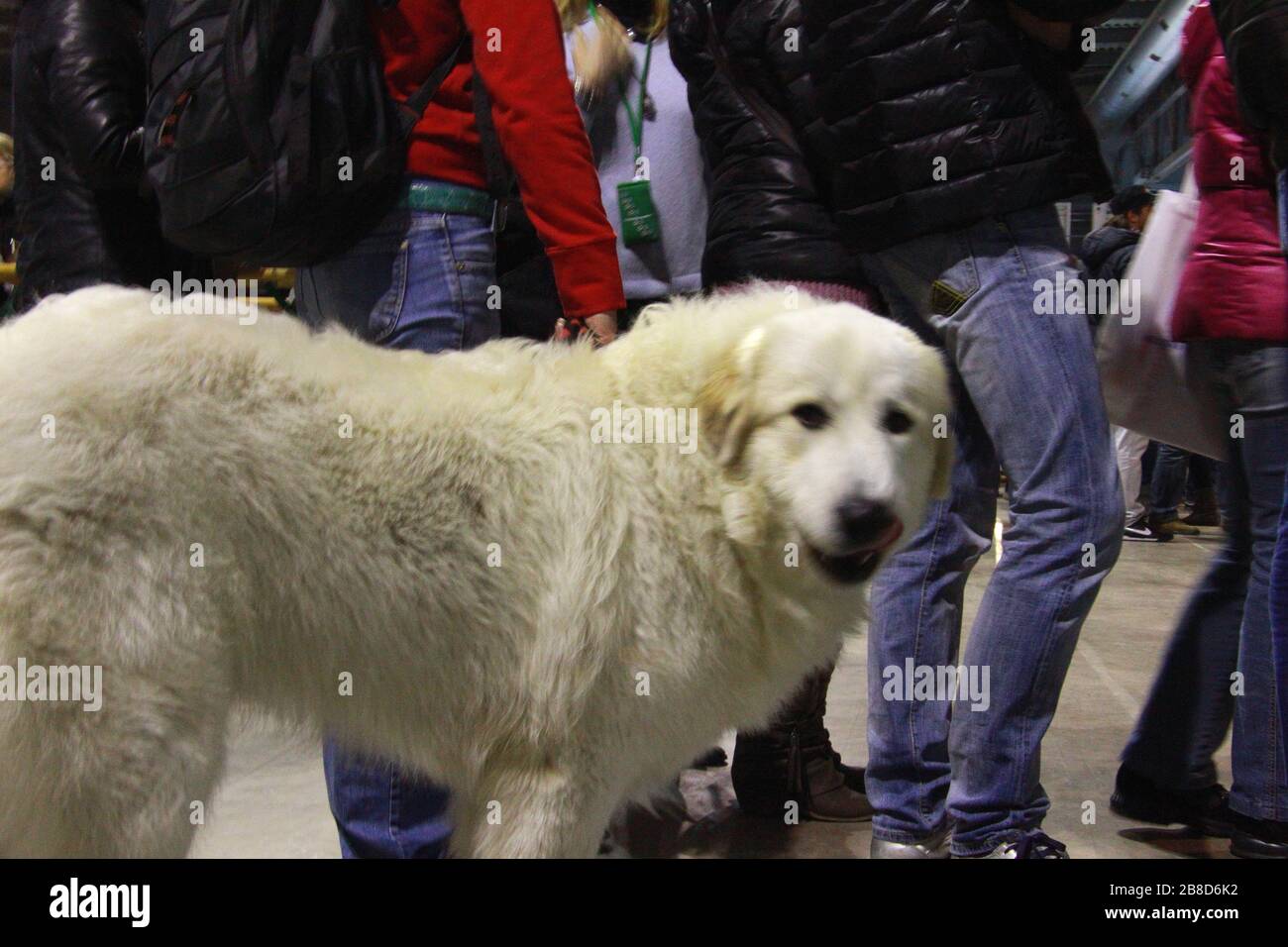 Dogs in competition at dog's event Stock Photo - Alamy