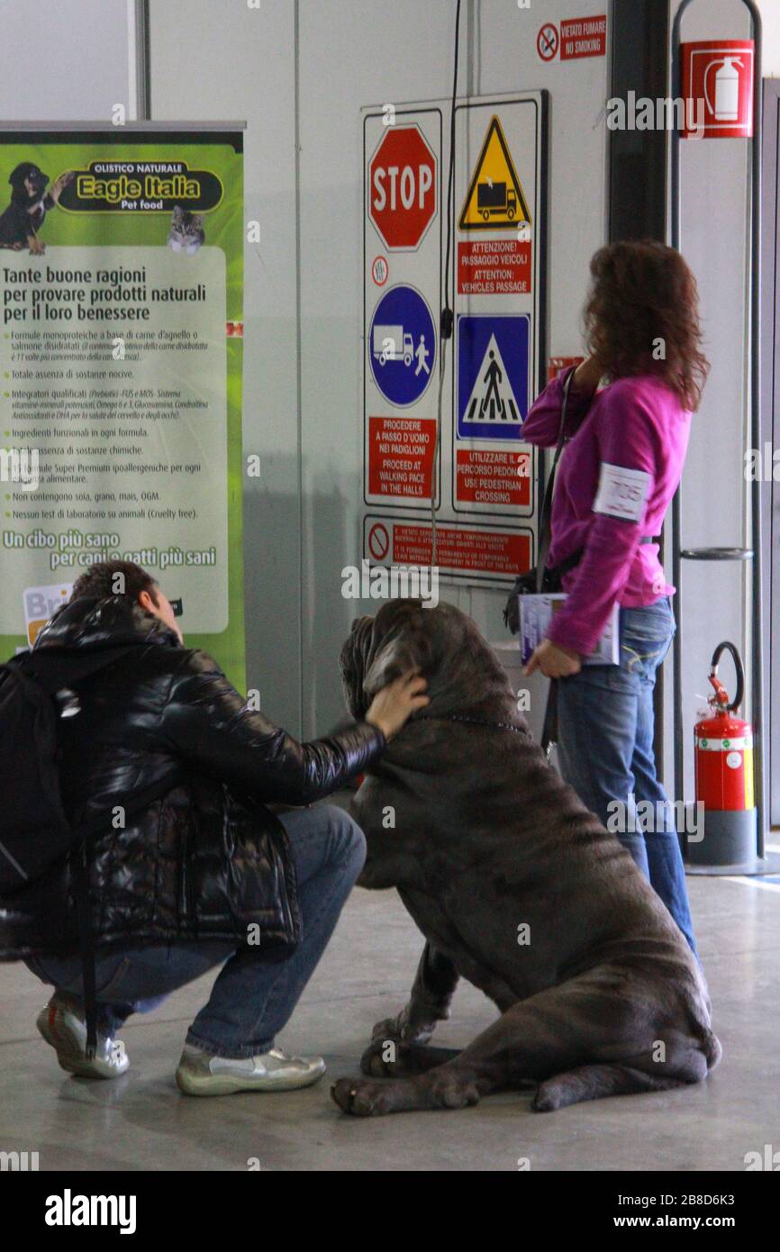 Dogs in competition at dog's event Stock Photo - Alamy