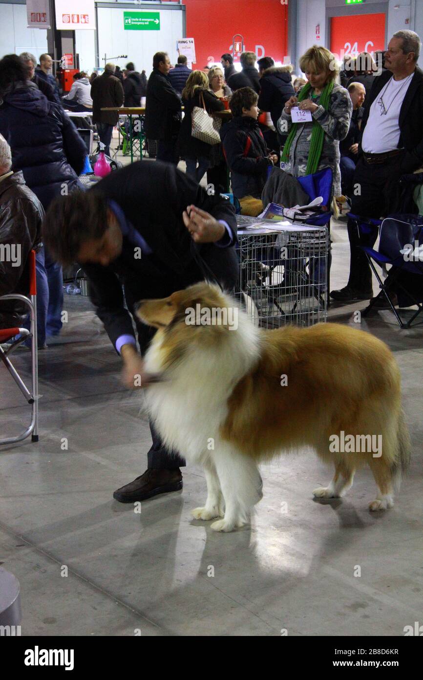 Dogs in competition at dog's event Stock Photo - Alamy