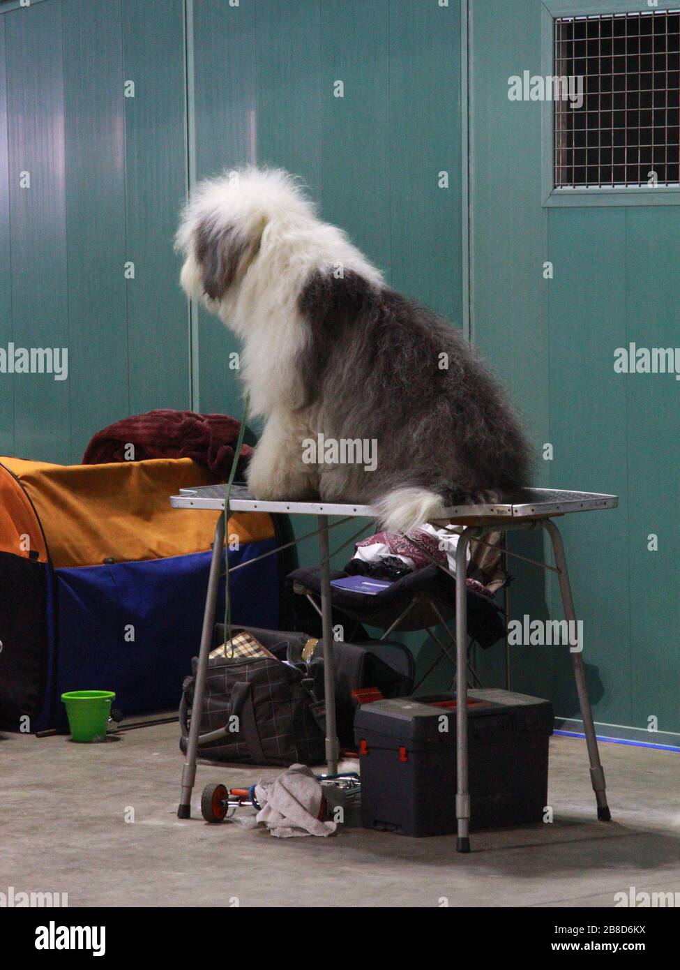 Dogs in competition at dog's event Stock Photo - Alamy