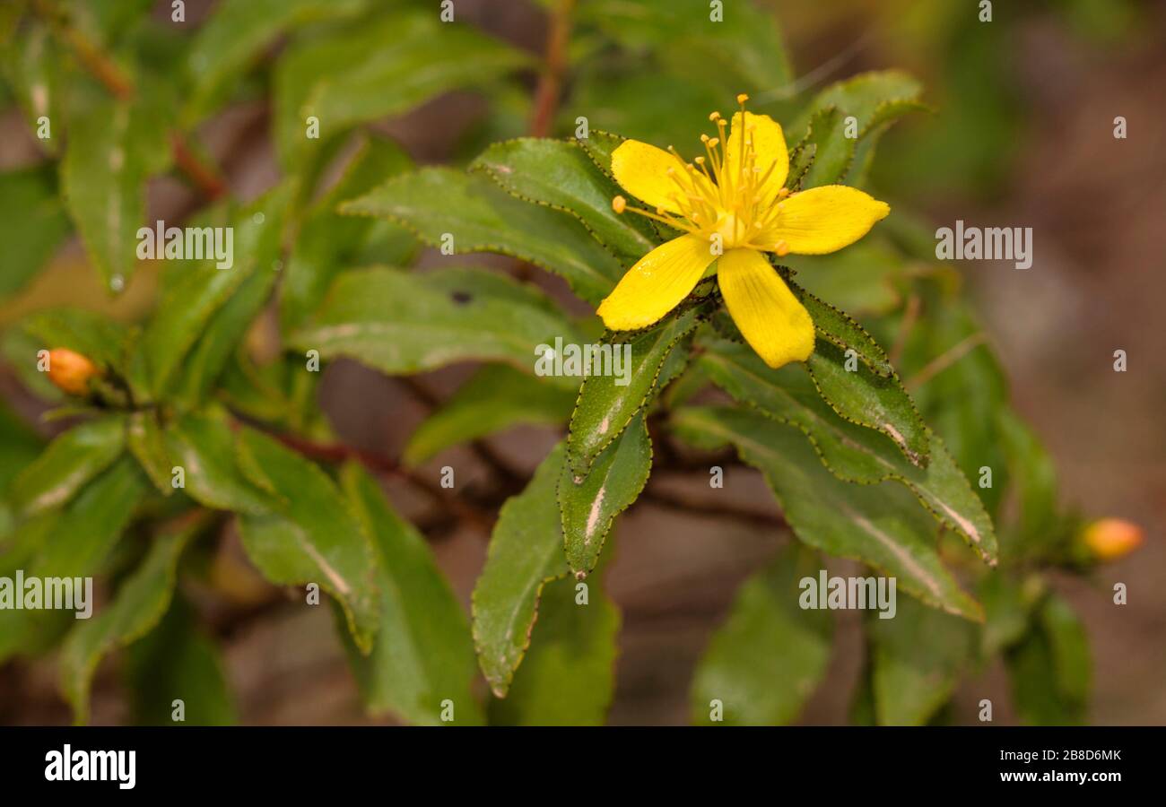 Hypericum glandulosum hi-res stock photography and images - Alamy