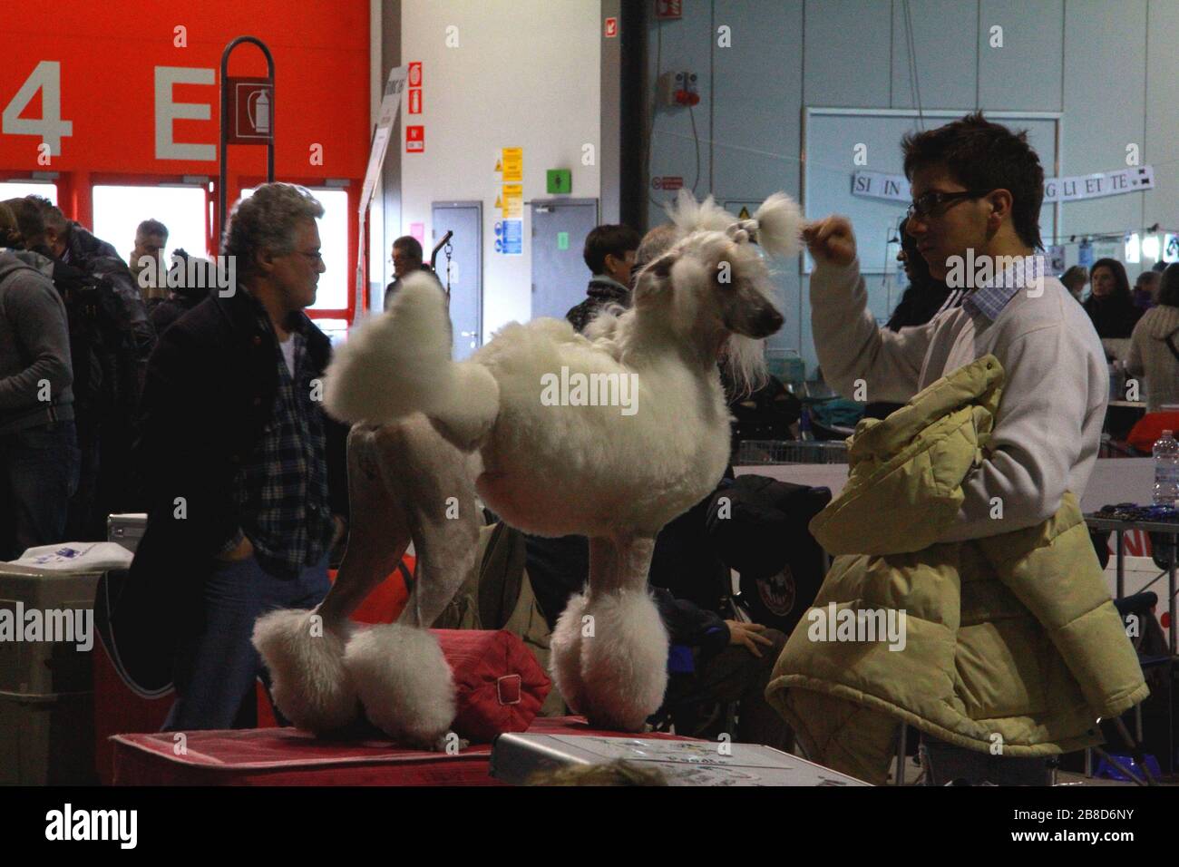 Dogs in competition at dog's event Stock Photo - Alamy