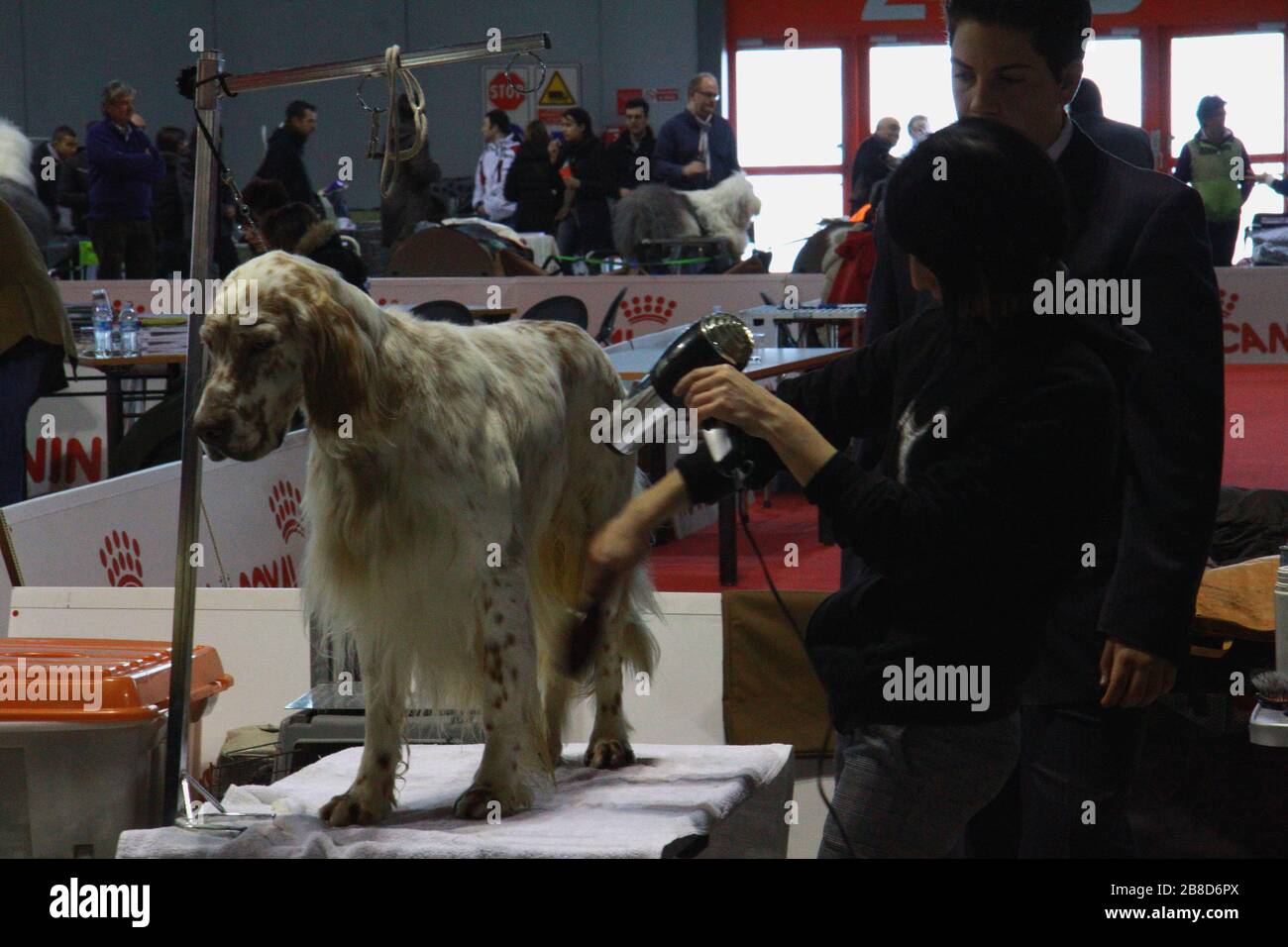 Dogs in competition at dog's event Stock Photo - Alamy