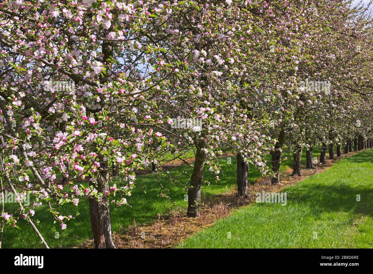Springtime picture of apple trees covered in blossom in the Lambrook ...