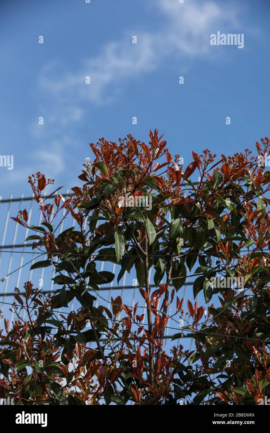 Loquat Blossom High Resolution Stock Photography and Images - Alamy