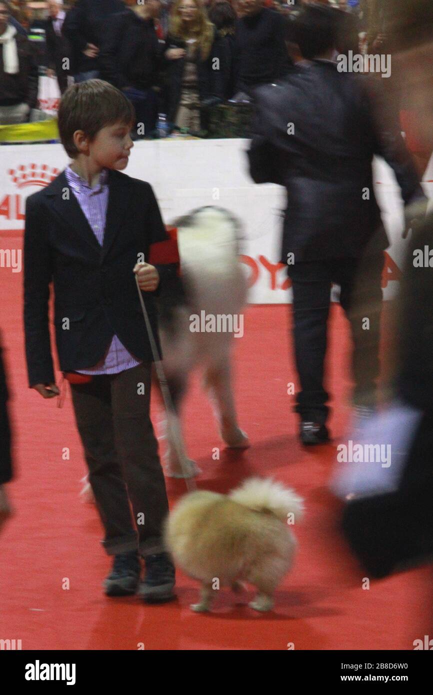 Dogs in competition at dog's event Stock Photo - Alamy