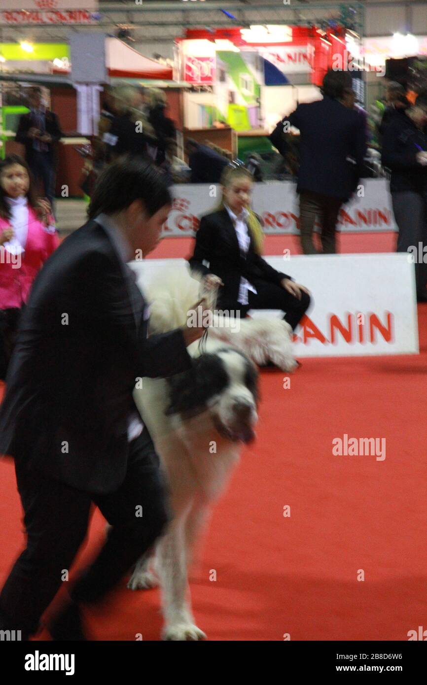 Dogs in competition at dog's event Stock Photo - Alamy
