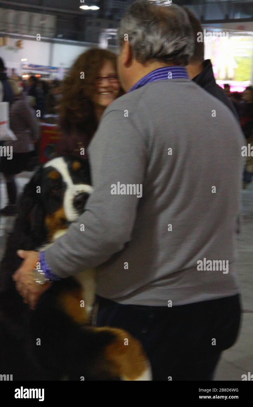 Dogs in competition at dog's event Stock Photo - Alamy