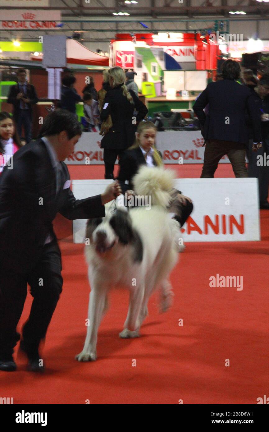 Dogs in competition at dog's event Stock Photo - Alamy