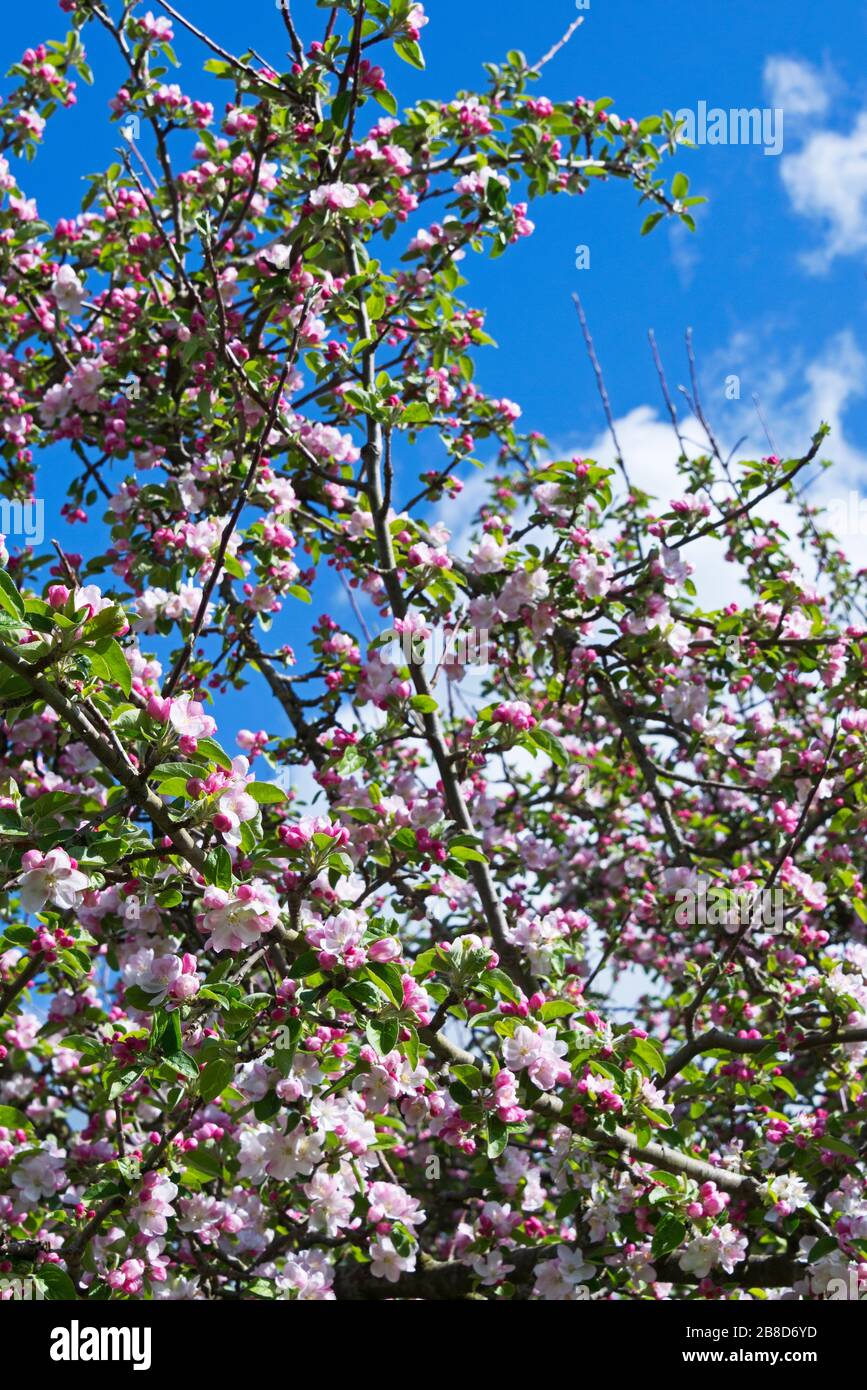 Springtime picture of apple trees covered in blossom in the Lambrook ...