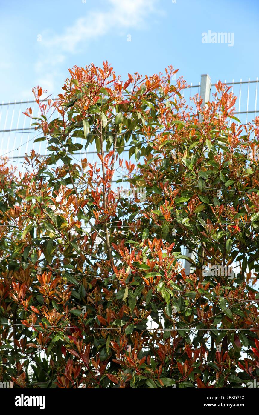 Evergreen photinia loquat in the garden Stock Photo - Alamy