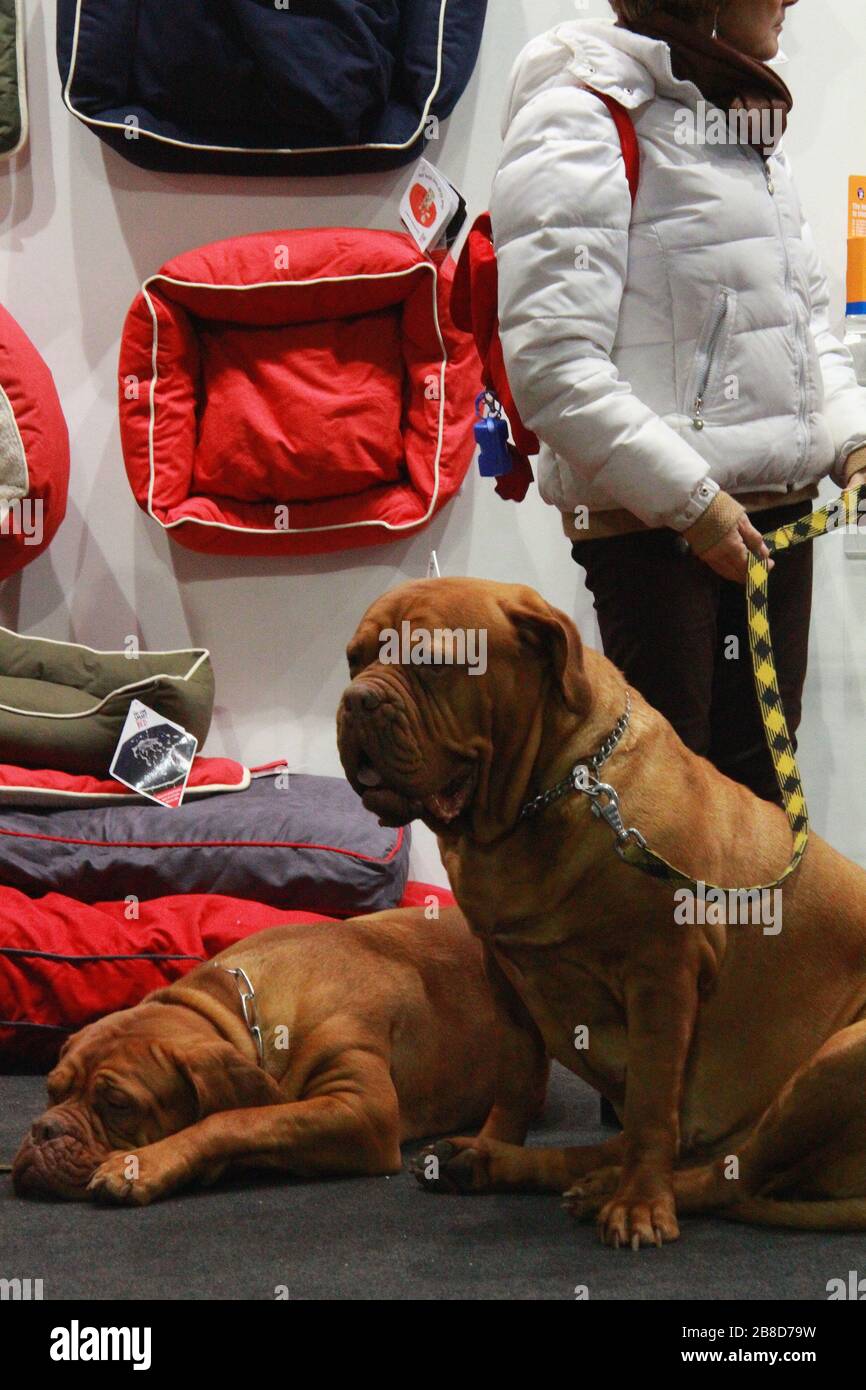 Dogs in competition at dog's event Stock Photo - Alamy