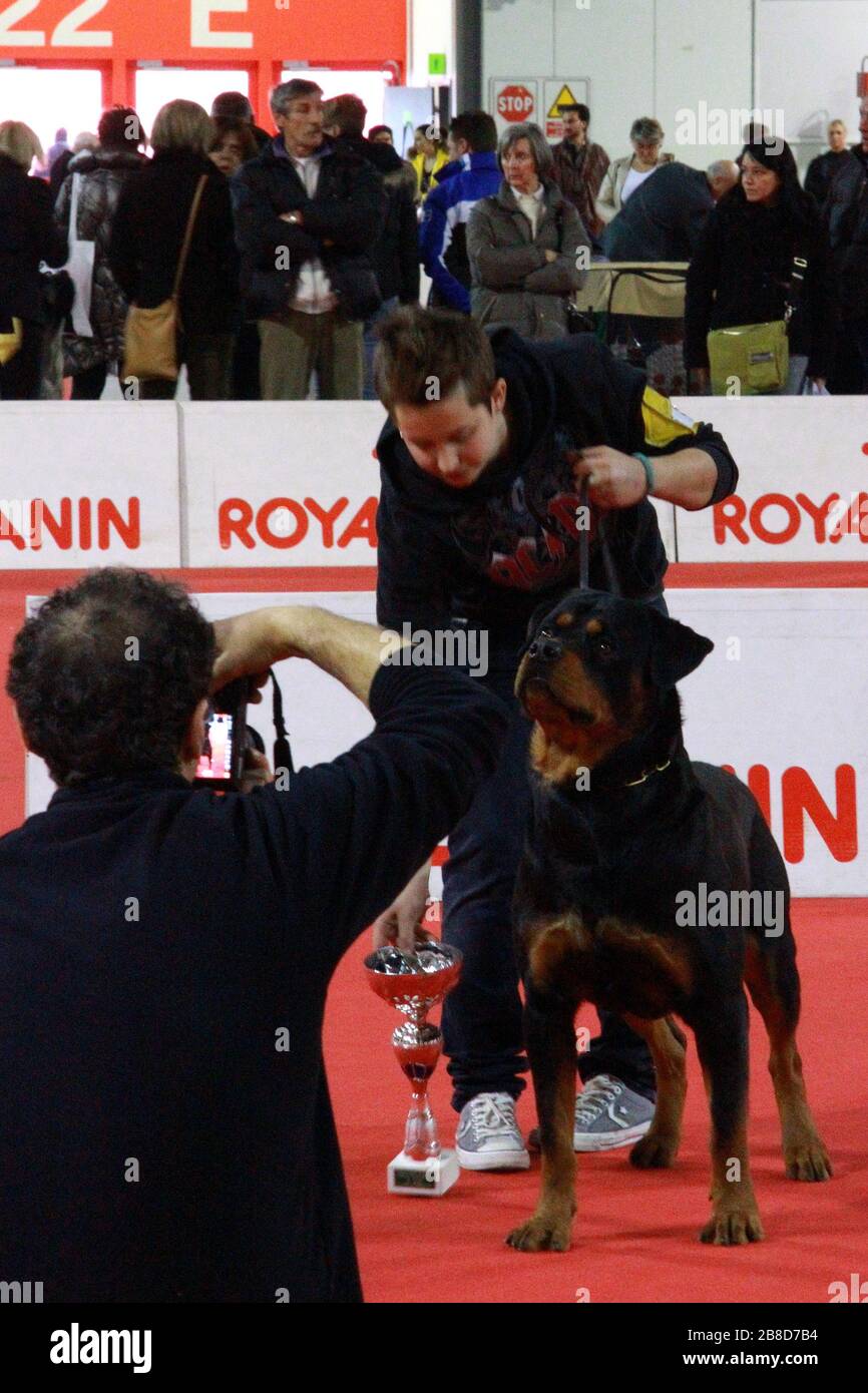 Dogs in competition at dog's event Stock Photo - Alamy