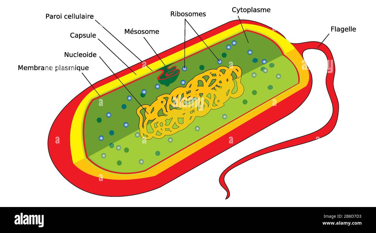 Cellule hi-res stock photography and images - Alamy