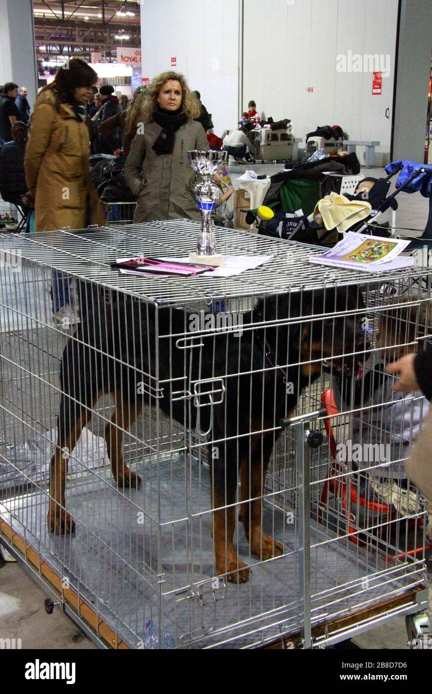 Dogs in competition at dog's event Stock Photo - Alamy