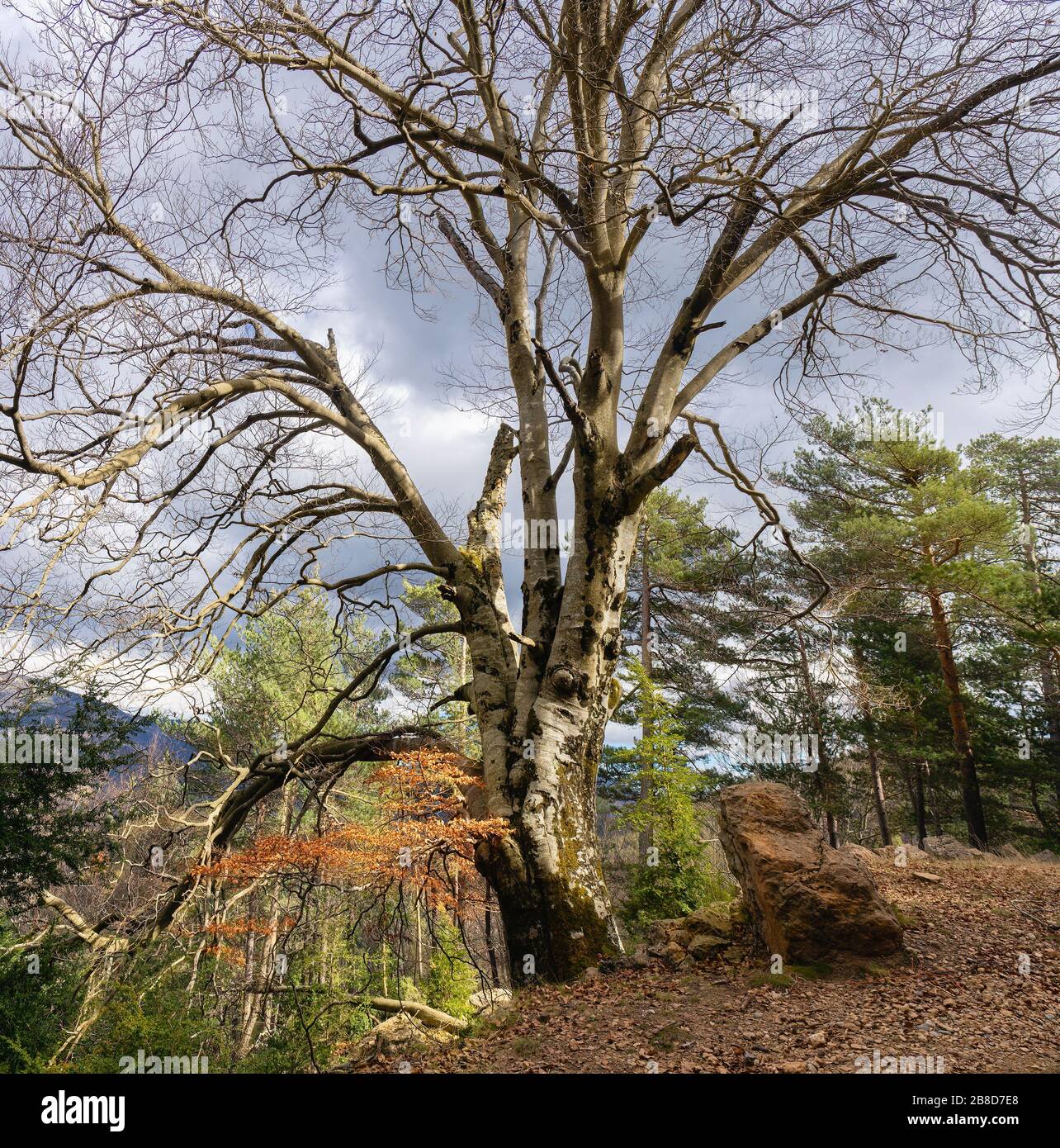 End-of-winter beech ready for spring flowering Stock Photo - Alamy