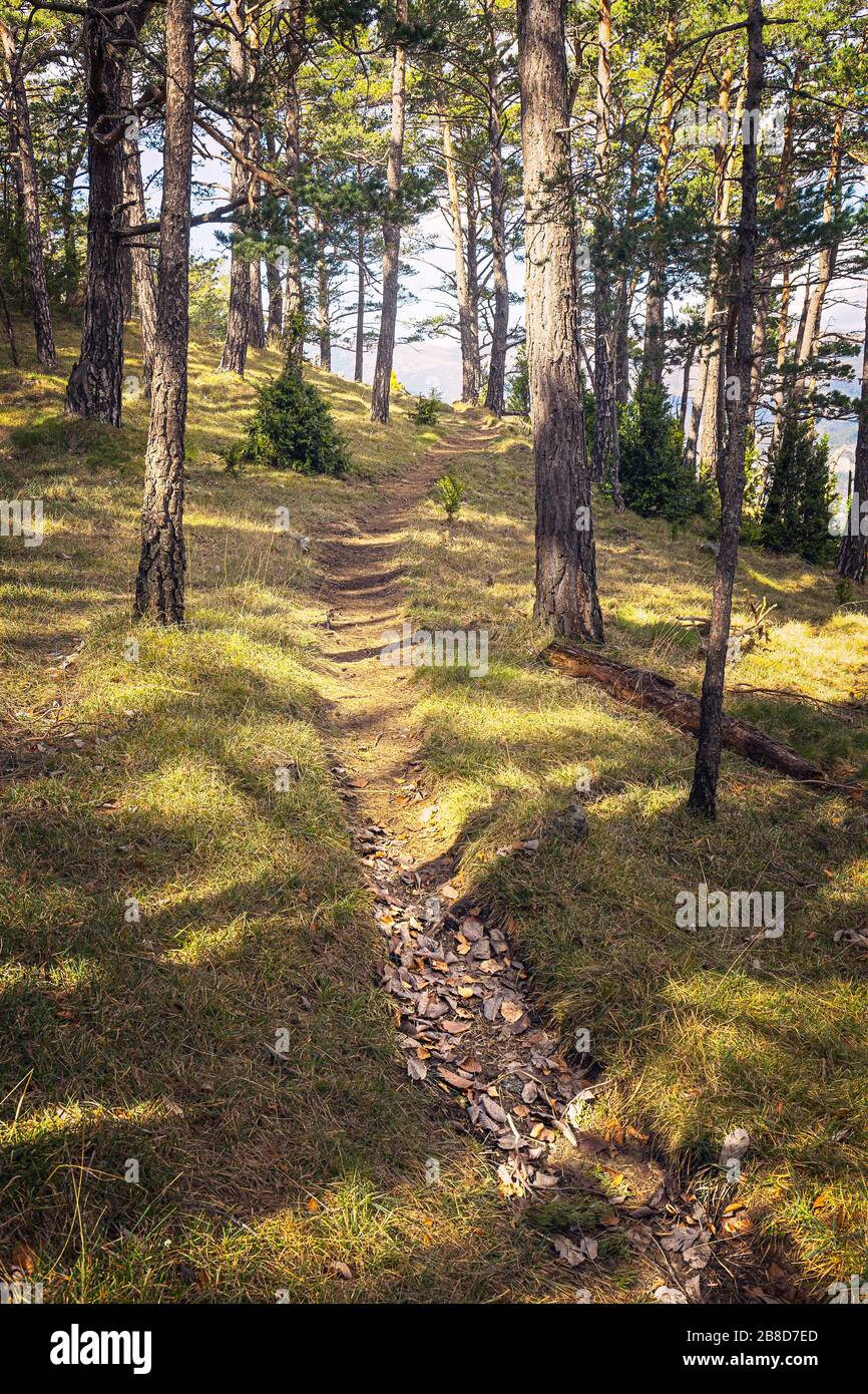 Wood path forest pine hi-res stock photography and images - Alamy