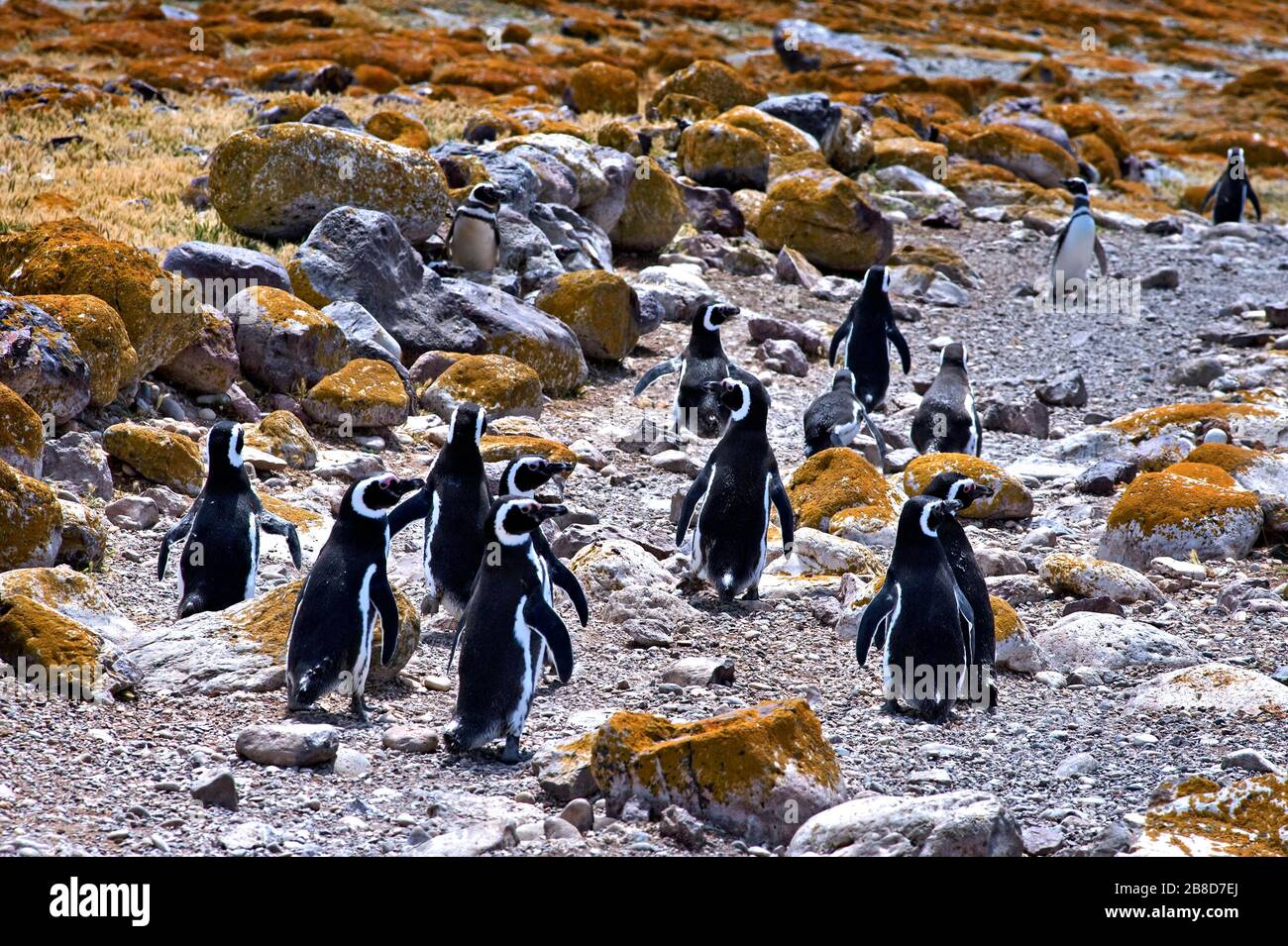 Isla Pinguino (Penguin Island), Province Santa Cruz/ Argentina ...