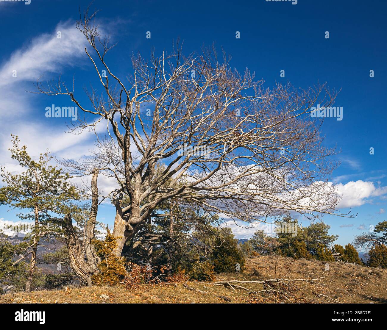 Tree with beautiful Trunk in Winter Time Stock Photo - Alamy