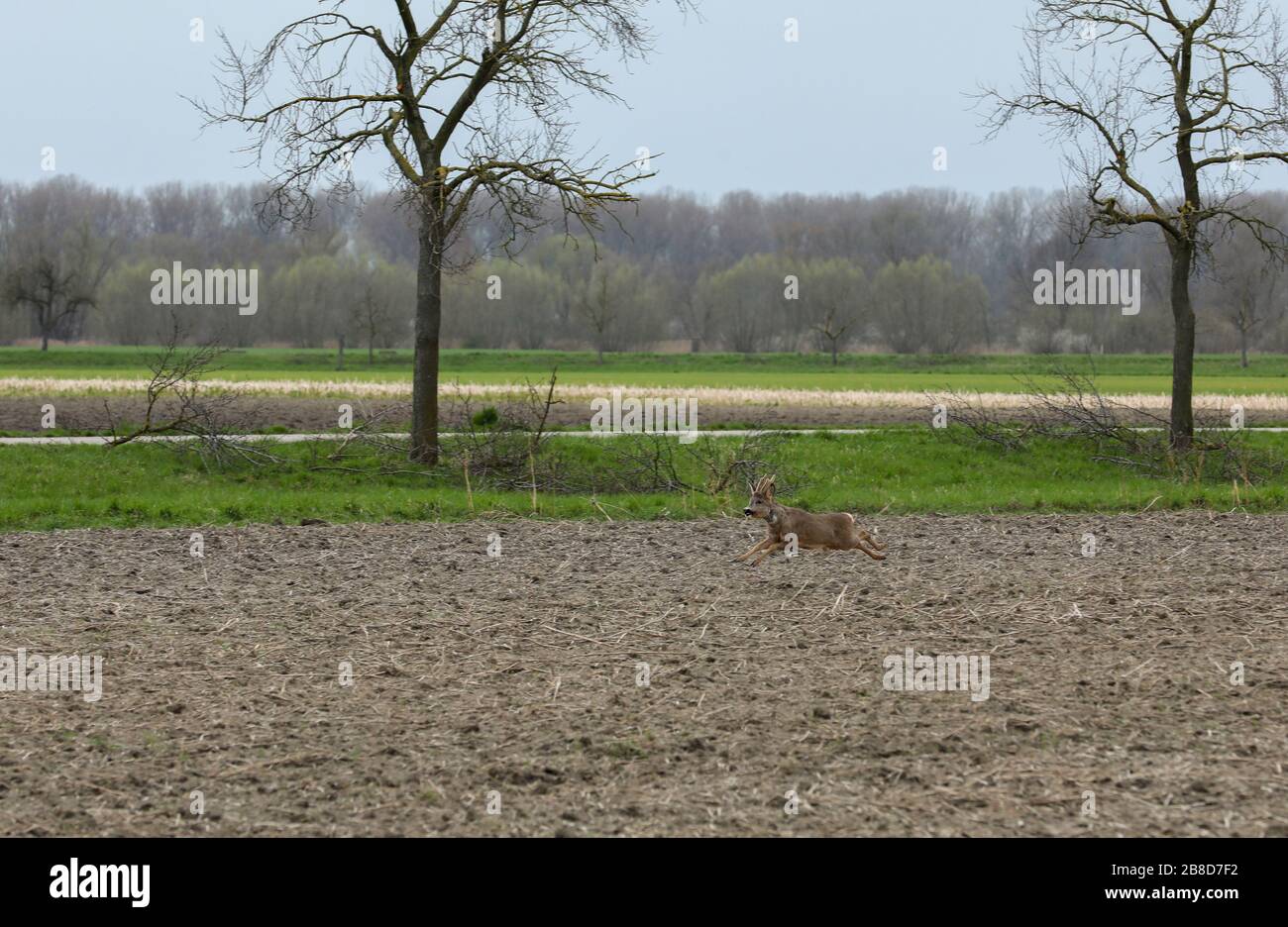 Deer fleeing in the field Stock Photo - Alamy