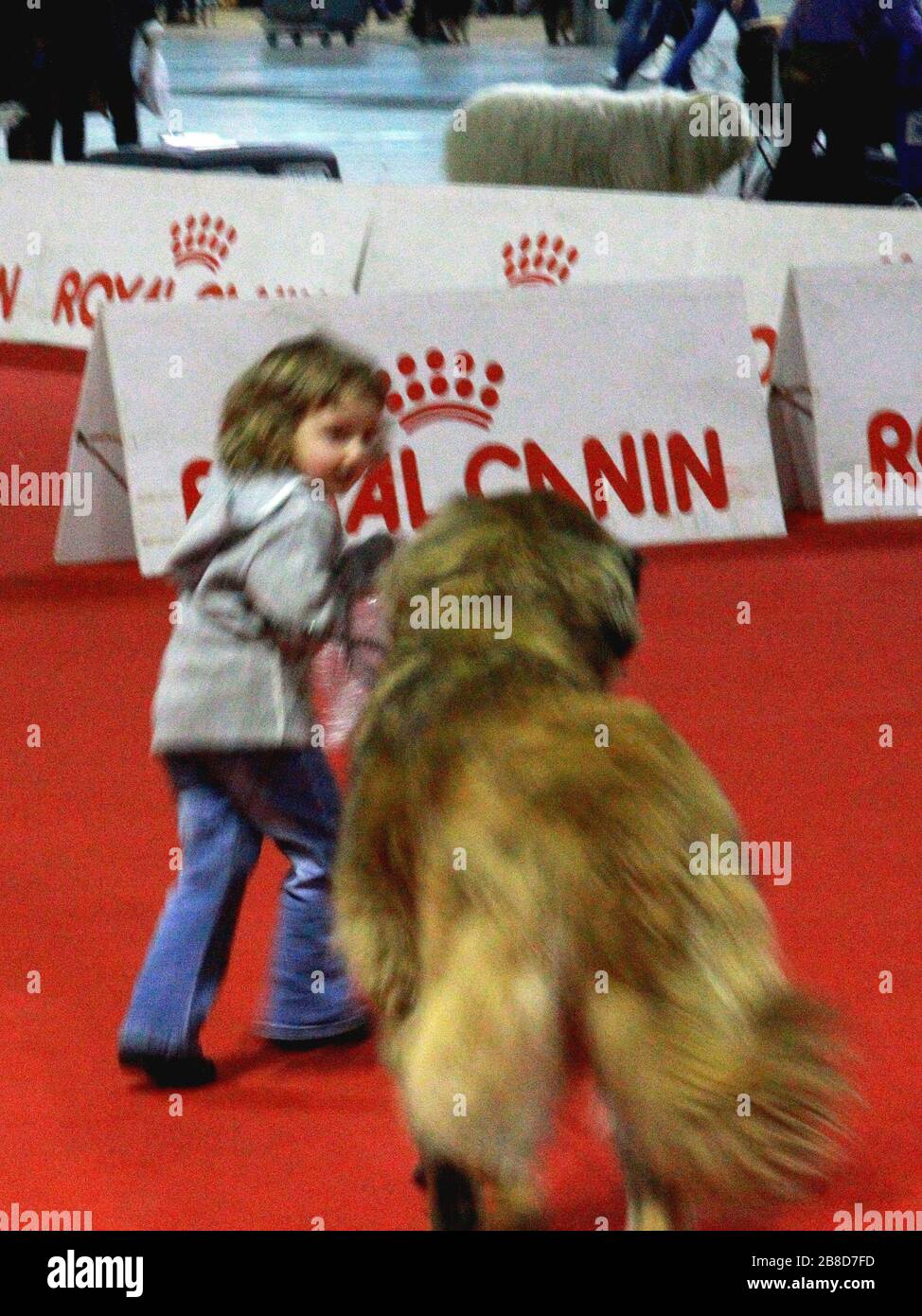 Dogs in competition at dog's event Stock Photo - Alamy