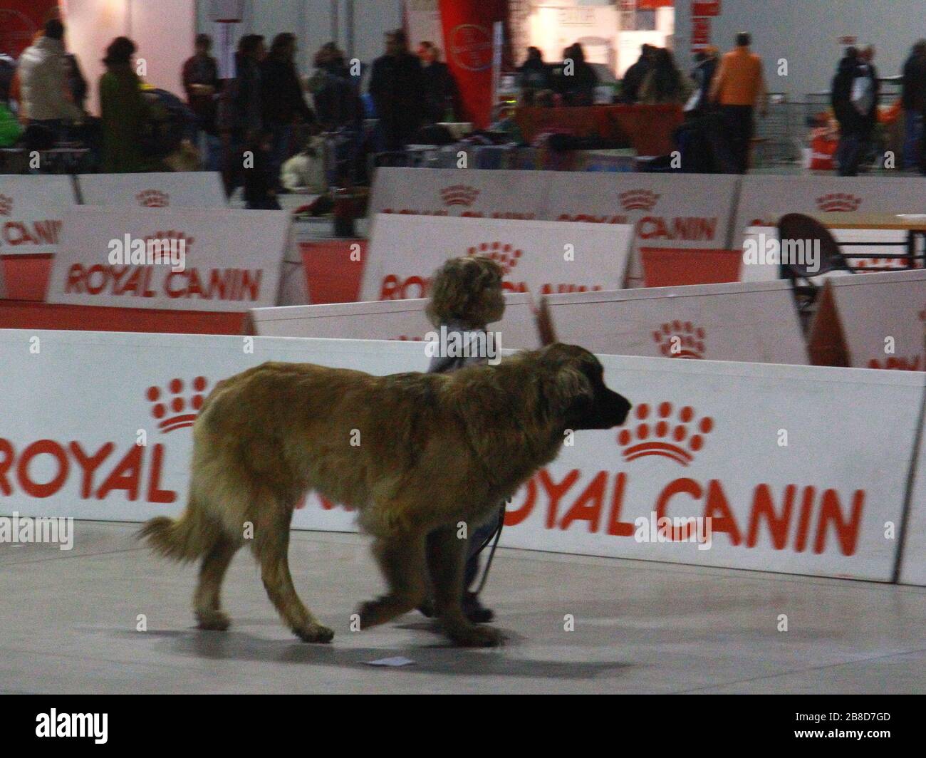 Dogs in competition at dog's event Stock Photo - Alamy