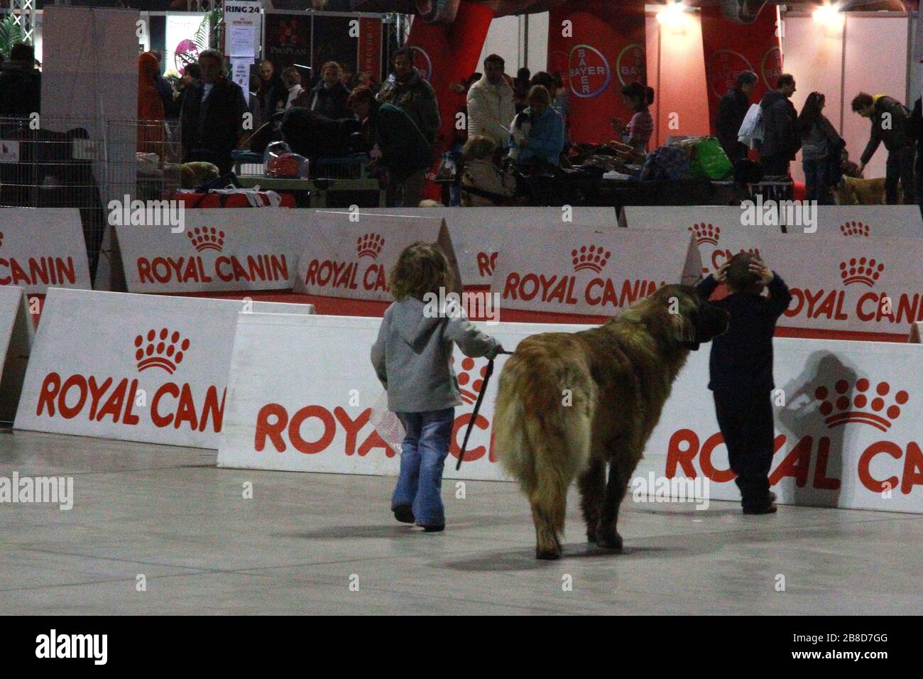 Dogs in competition at dog's event Stock Photo - Alamy