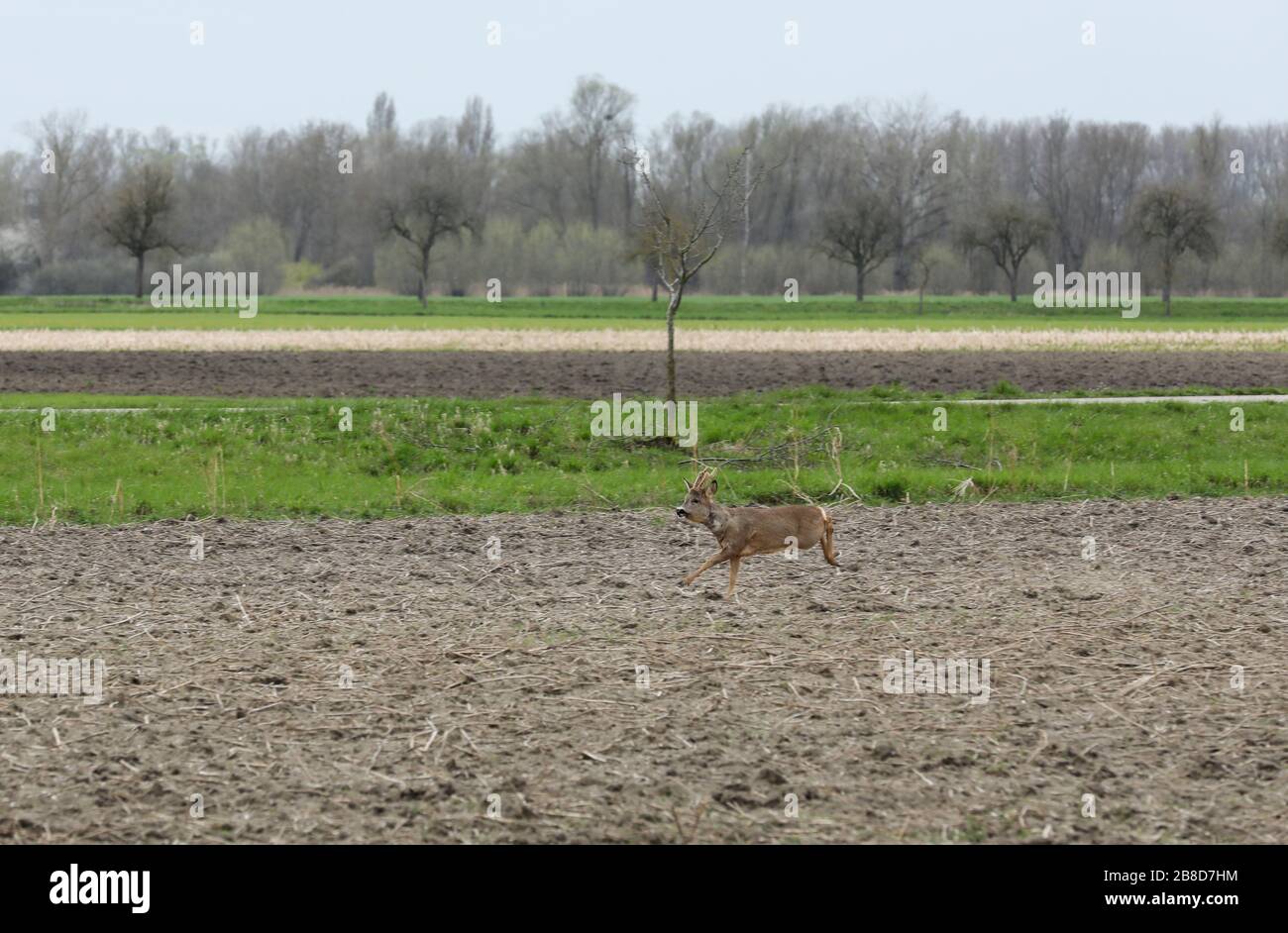 Fleeing red deer hi-res stock photography and images - Alamy
