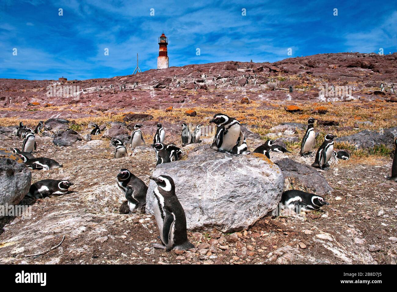 Hundreds of penguins on th Isla Pinguino (Penguin Island), Province ...