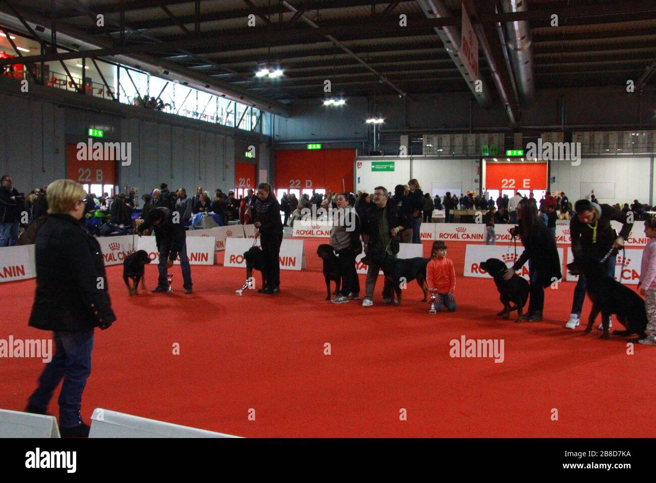 Dogs in competition at dog's event Stock Photo - Alamy