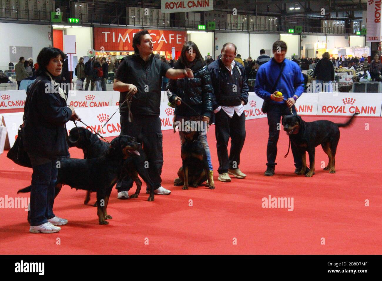 Dogs in competition at dog's event Stock Photo - Alamy