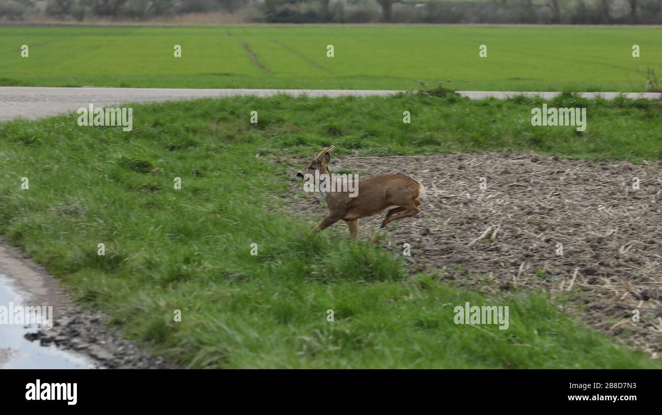 Deer fleeing in the field Stock Photo - Alamy